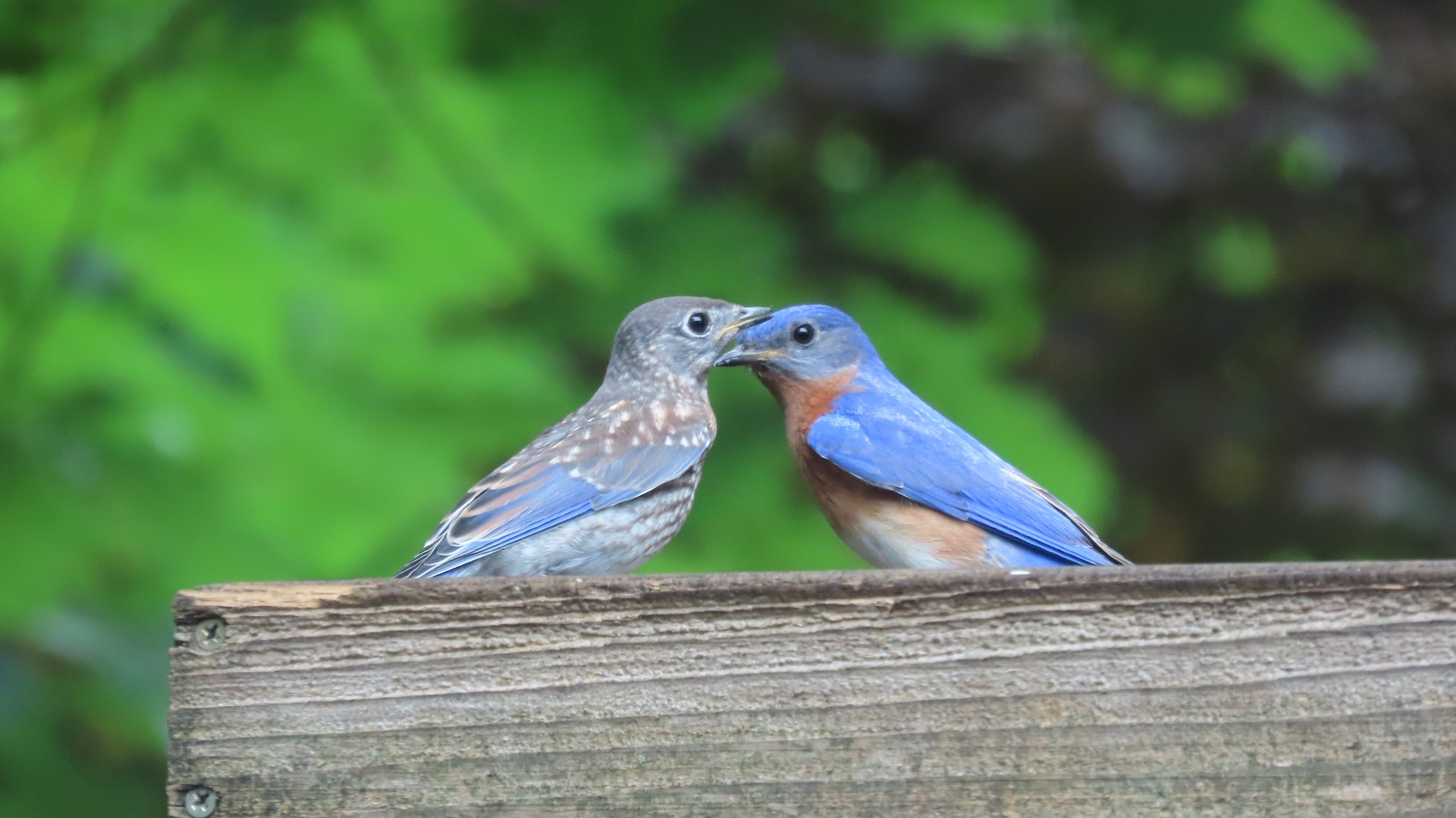 Bluebirds | Life with John