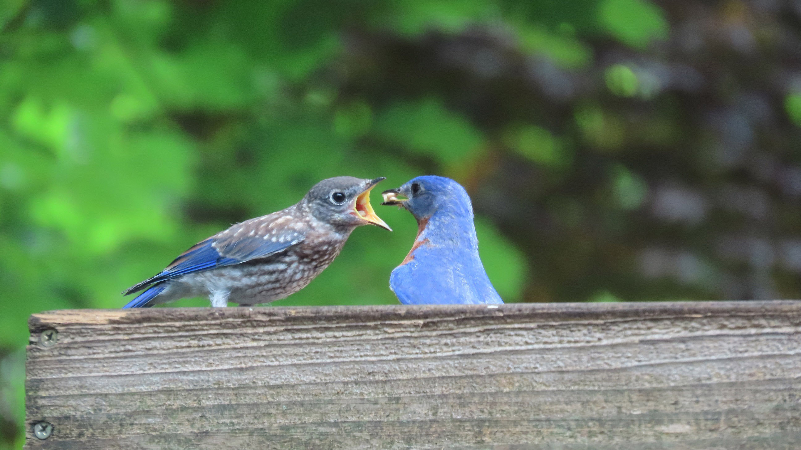 Bluebirds | Life with John